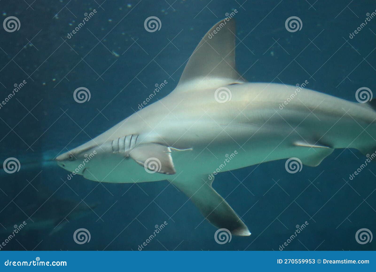 Marine Fish Shark Aquarium of Genoa- Editorial Stock Photo - Image of ...