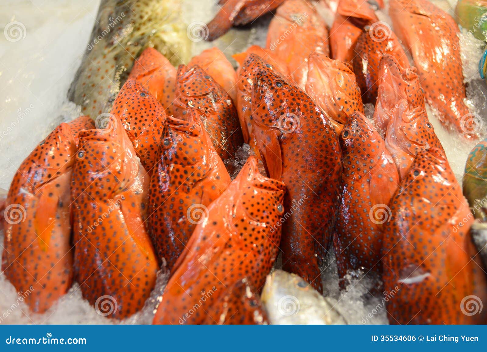 Marine fish on the taiwan stock photo. Image of catering - 35534606