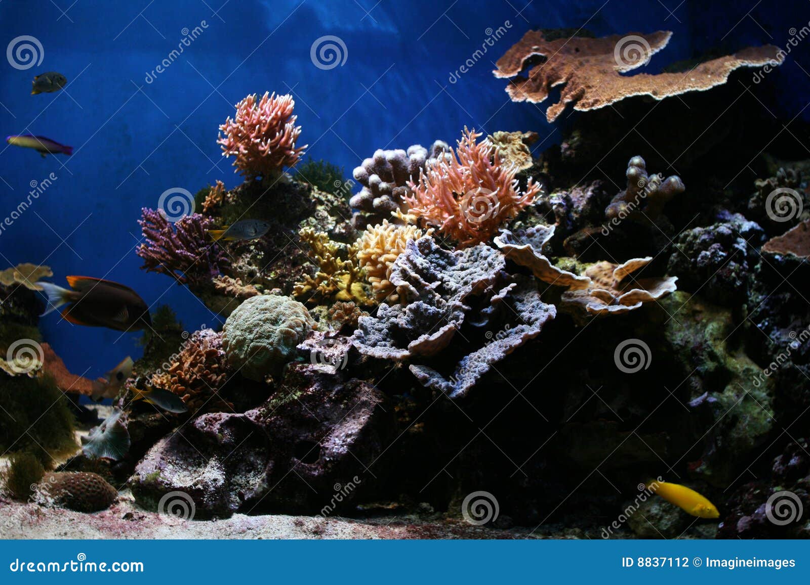 Marine Fish - Tropical Coral Reef Stock Photo - Image of coral, great ...
