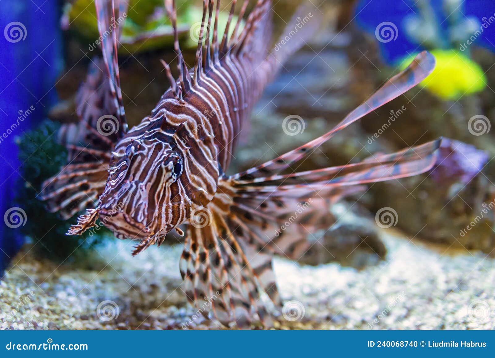 Marine Fish Zebra Fish or Striped Lionfish Stock Photo - Image of water ...