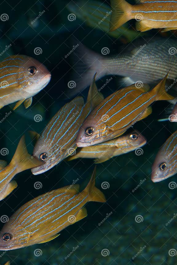 Marine fishes stock image. Image of ocean, group, fish - 9639761