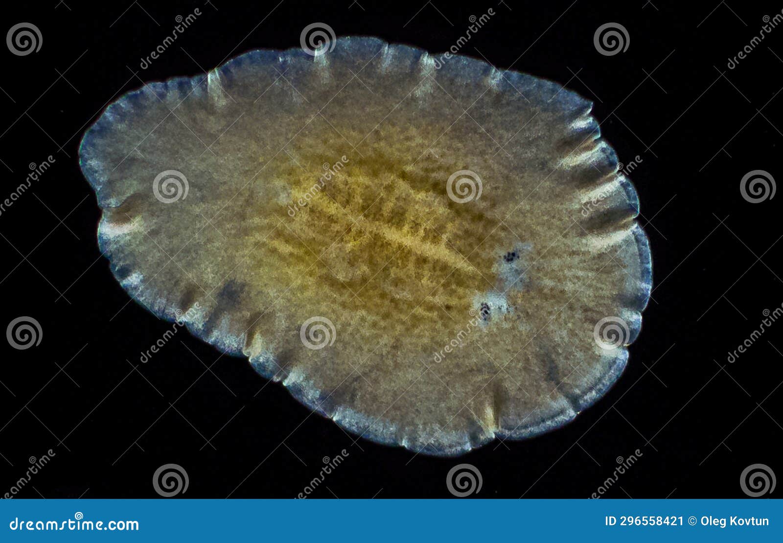 Marine Flatworm - Planaria, Crawling on the Glass, Black Sea Stock ...