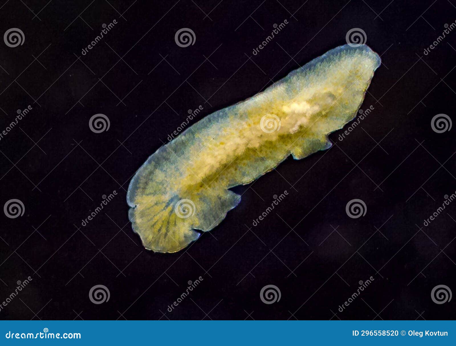 Marine Flatworm - Planaria, Crawling on the Glass, Black Sea Stock ...