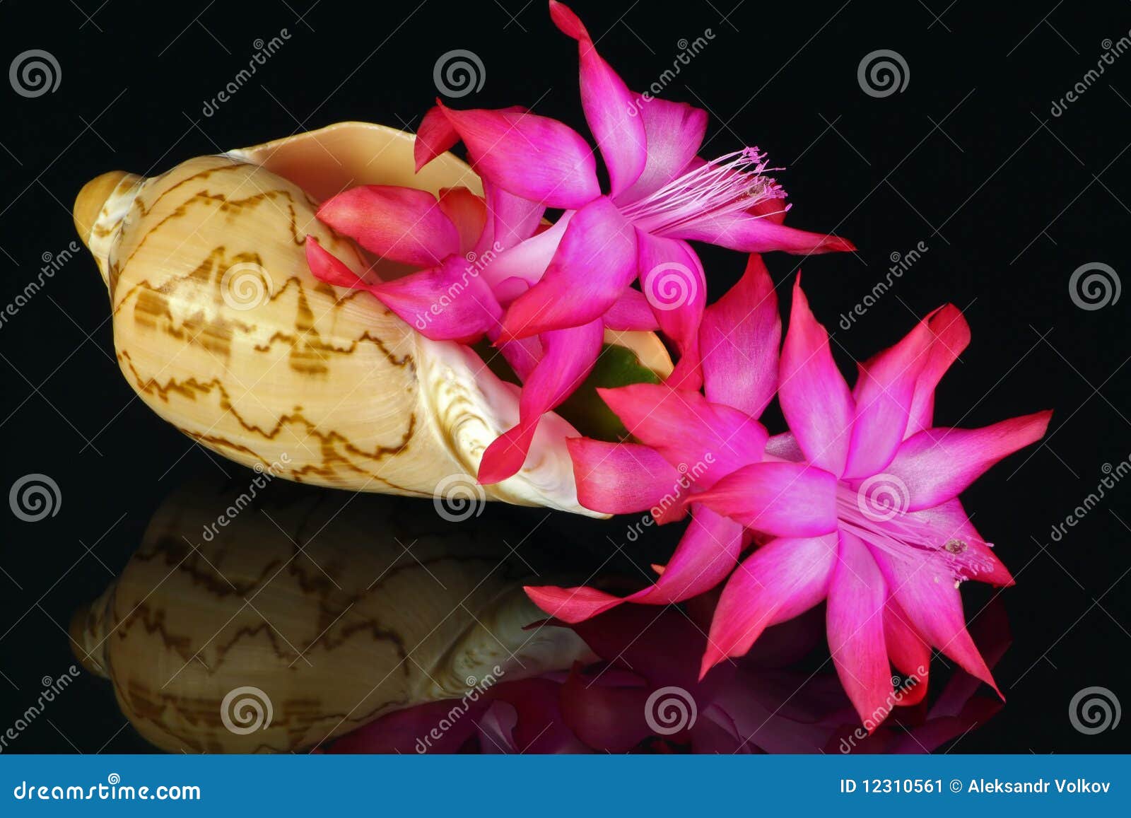 Marine Flower on Black Mirror Stock Image - Image of color, cockleshell ...