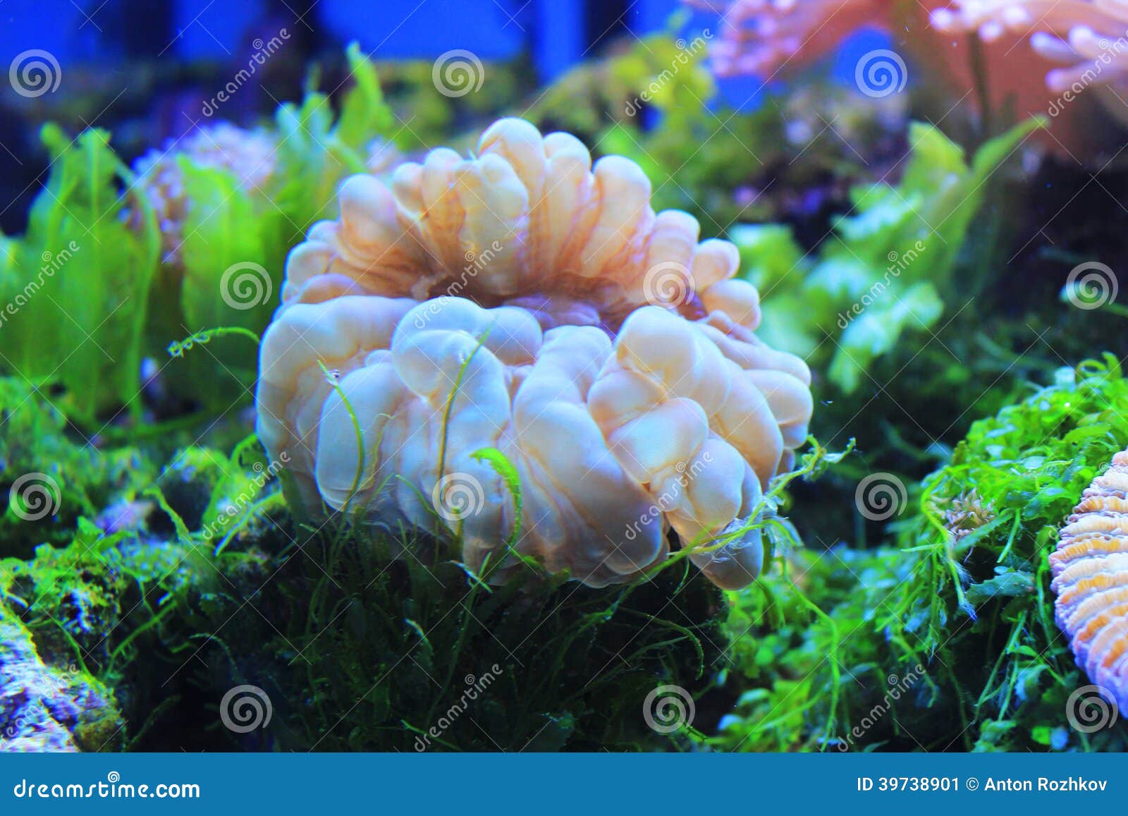 Marine flower stock image. Image of green, relief, nature - 39738901