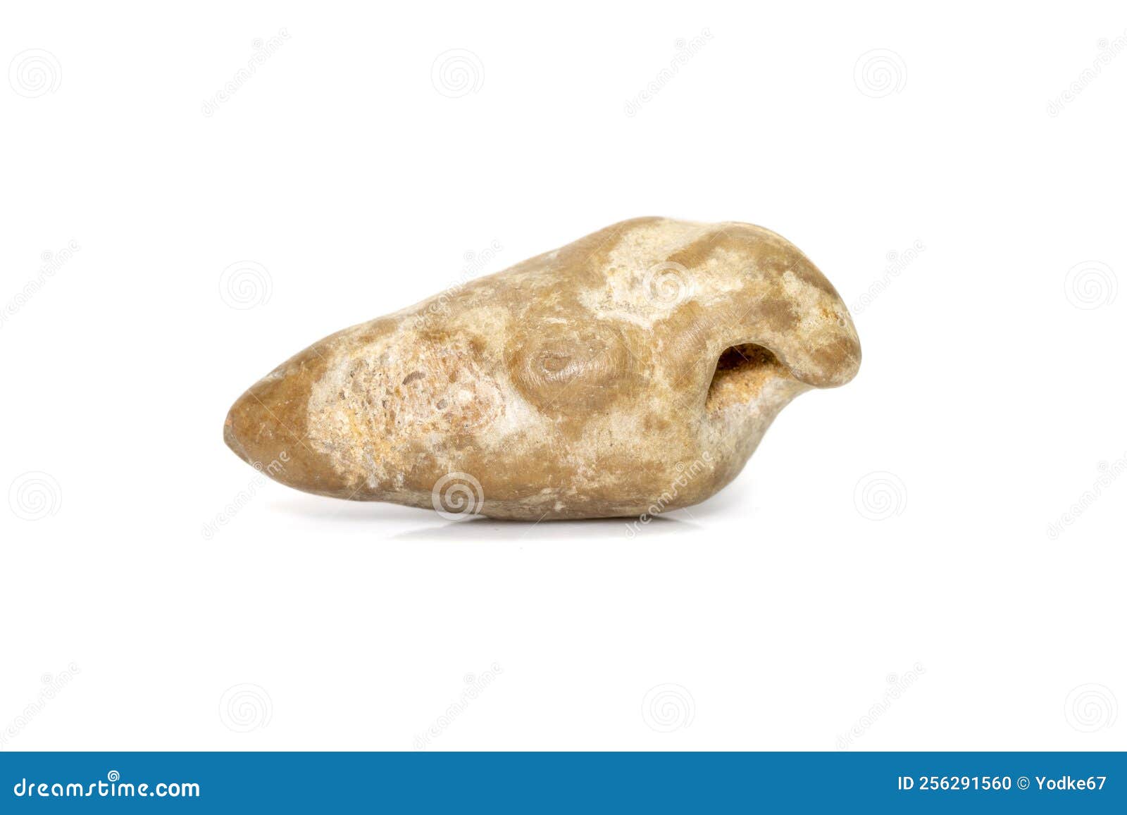 Marine Fossils Shells Isolated on White Background. Petrified Shells ...