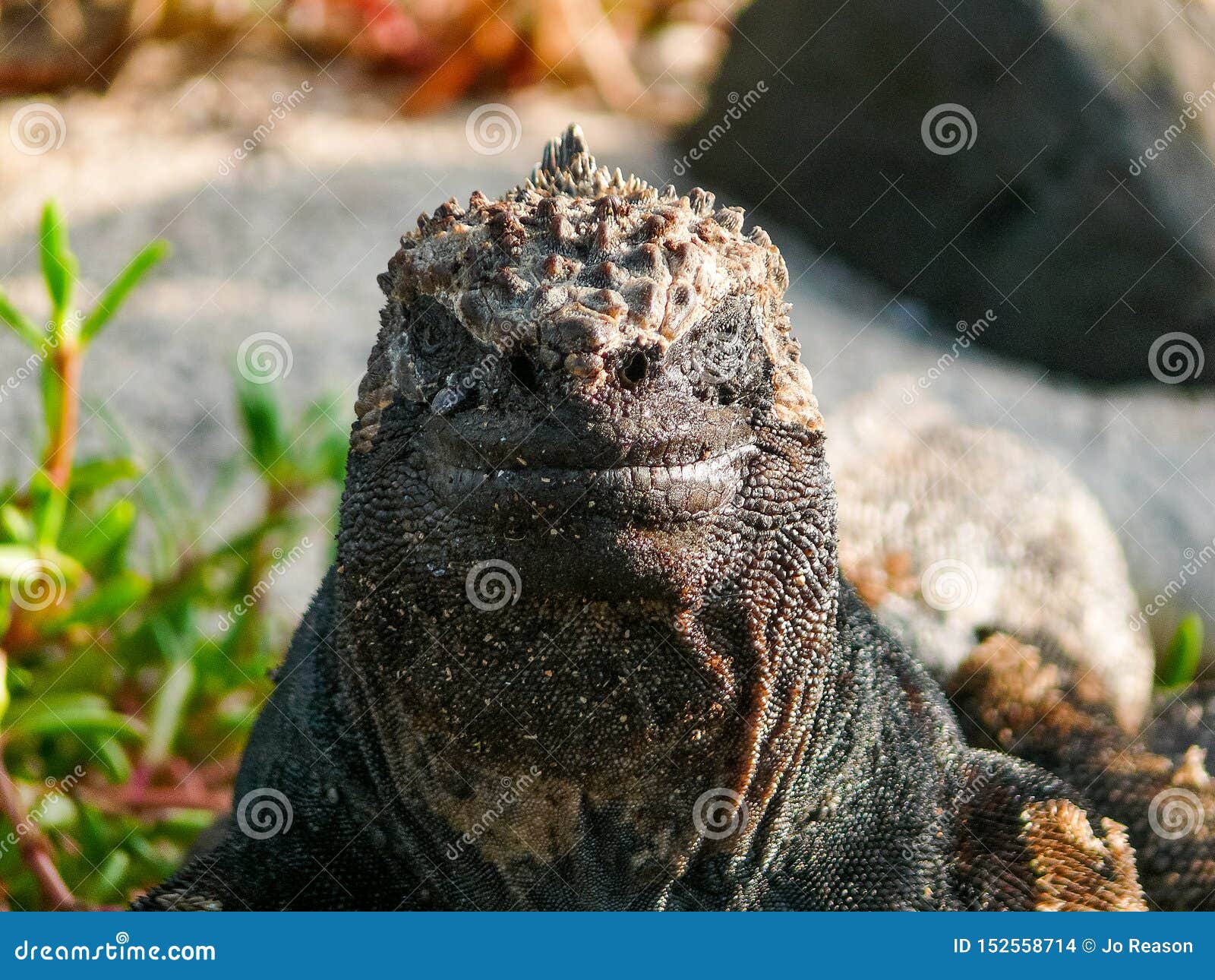 Marine Iguana Looking at the Camera Stock Photo - Image of coast, green ...