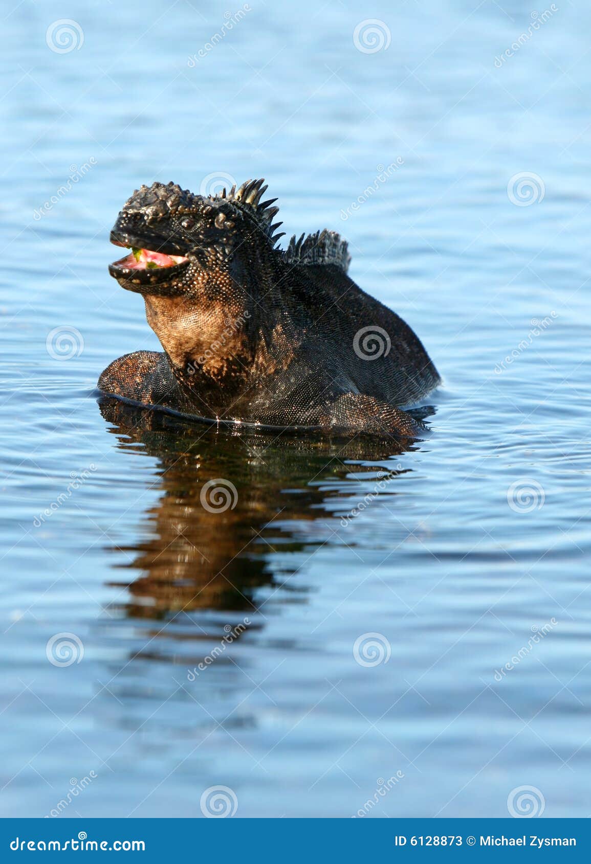 Marine Iguana Smiling stock image. Image of reptile, marine - 6128873