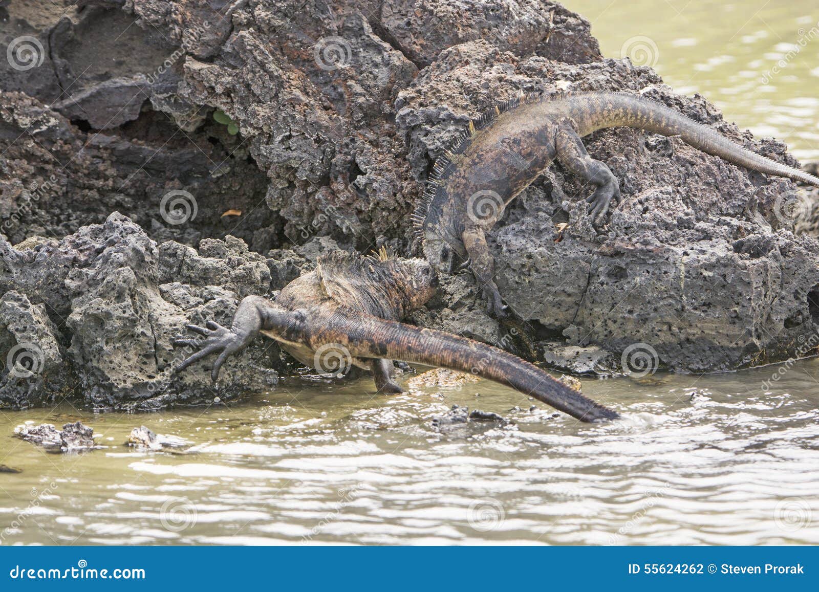 Marine Iguanas Fighting for Dominance Stock Photo - Image of wild ...
