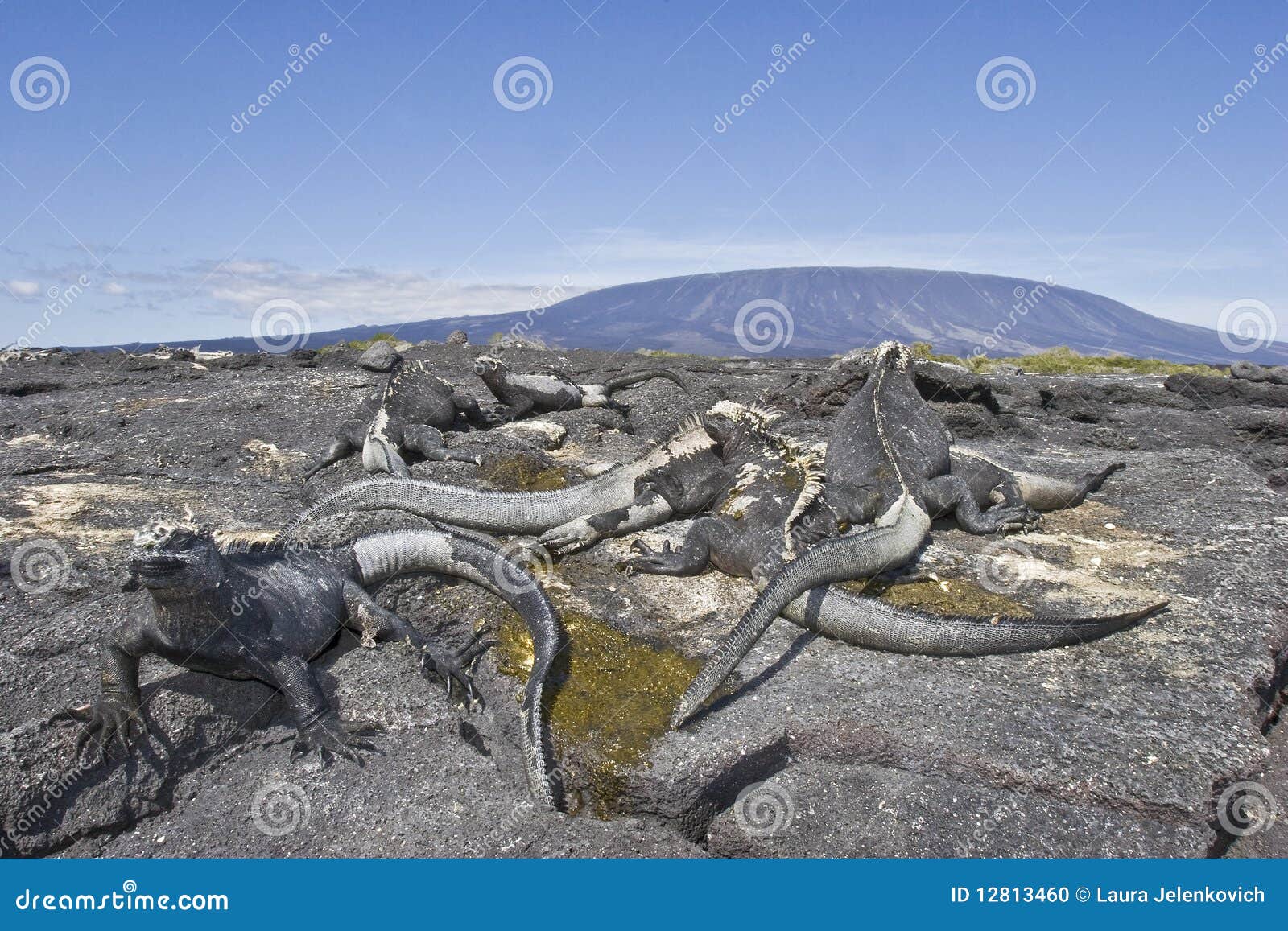 Marine iguanas and volcano stock photo. Image of rocks - 12813460
