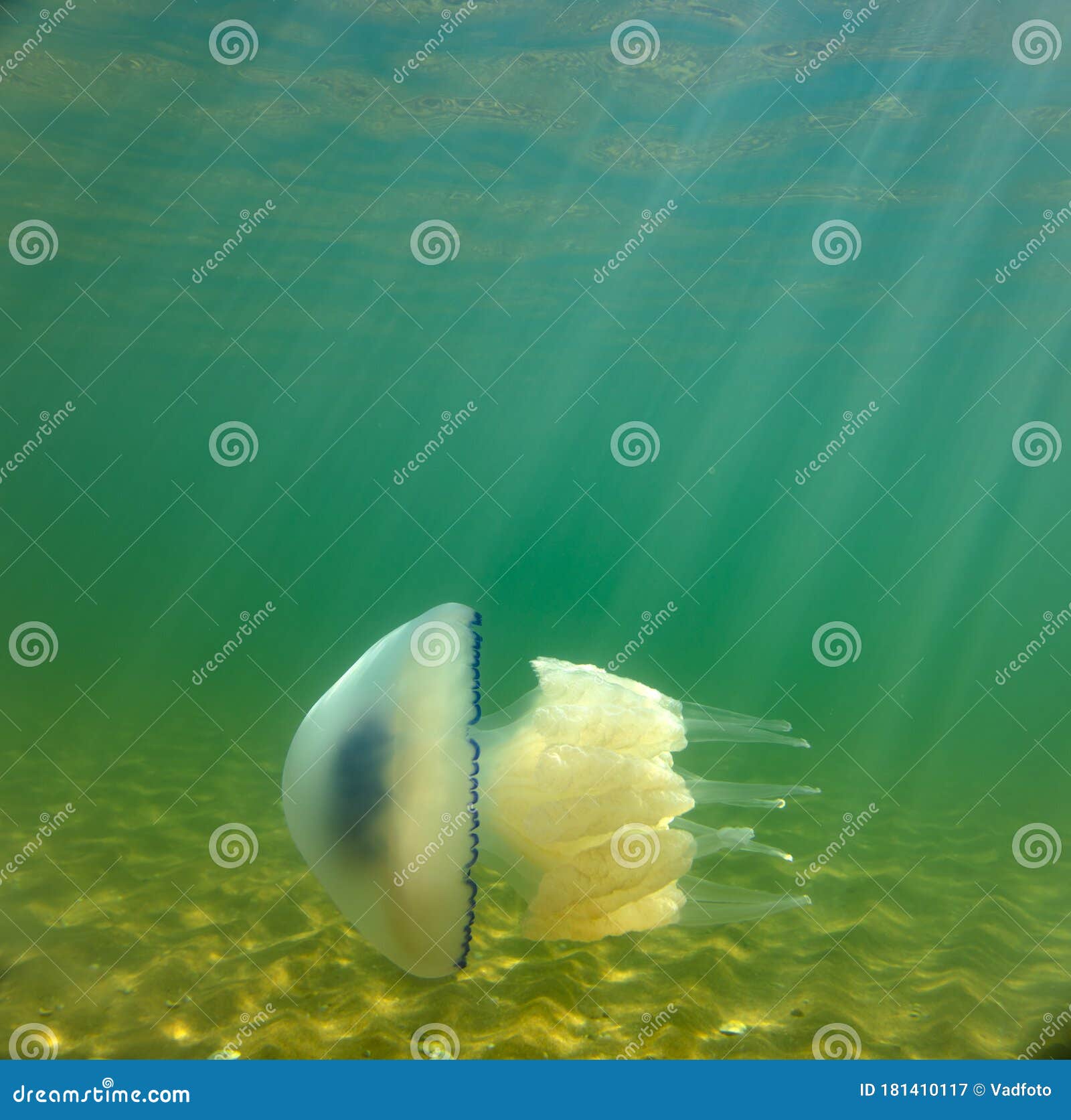 Marine Jellyfish, in a Natural Habitat Stock Image - Image of habitat ...