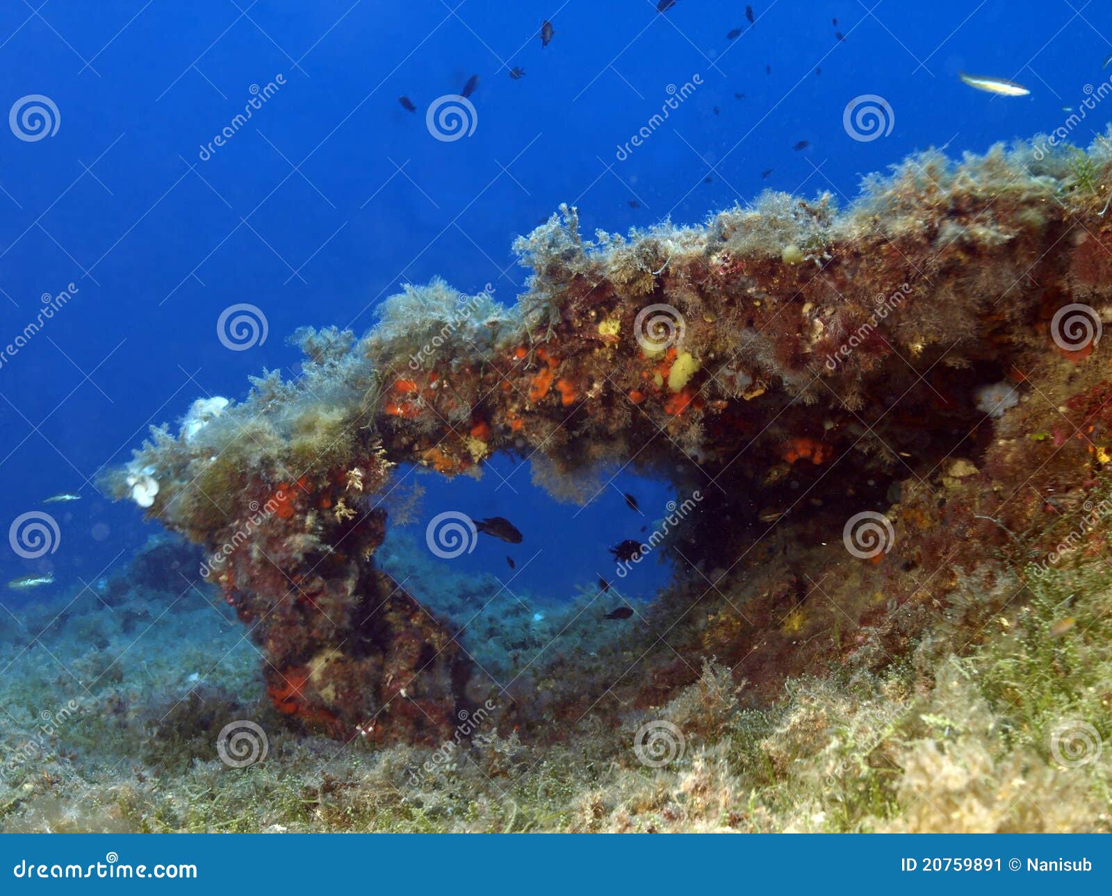 Marine landscape stock image. Image of wildlife, landscape - 20759891