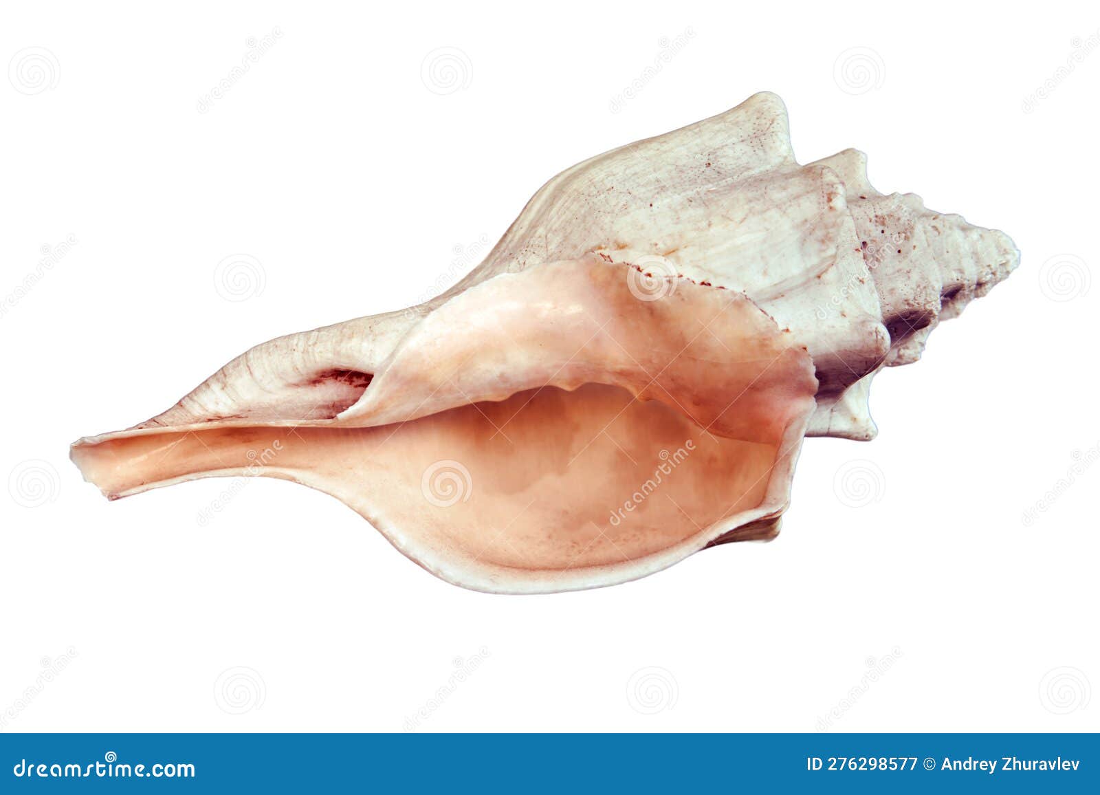 Marine Large Shell, Isolated on a White Background Stock Image - Image ...