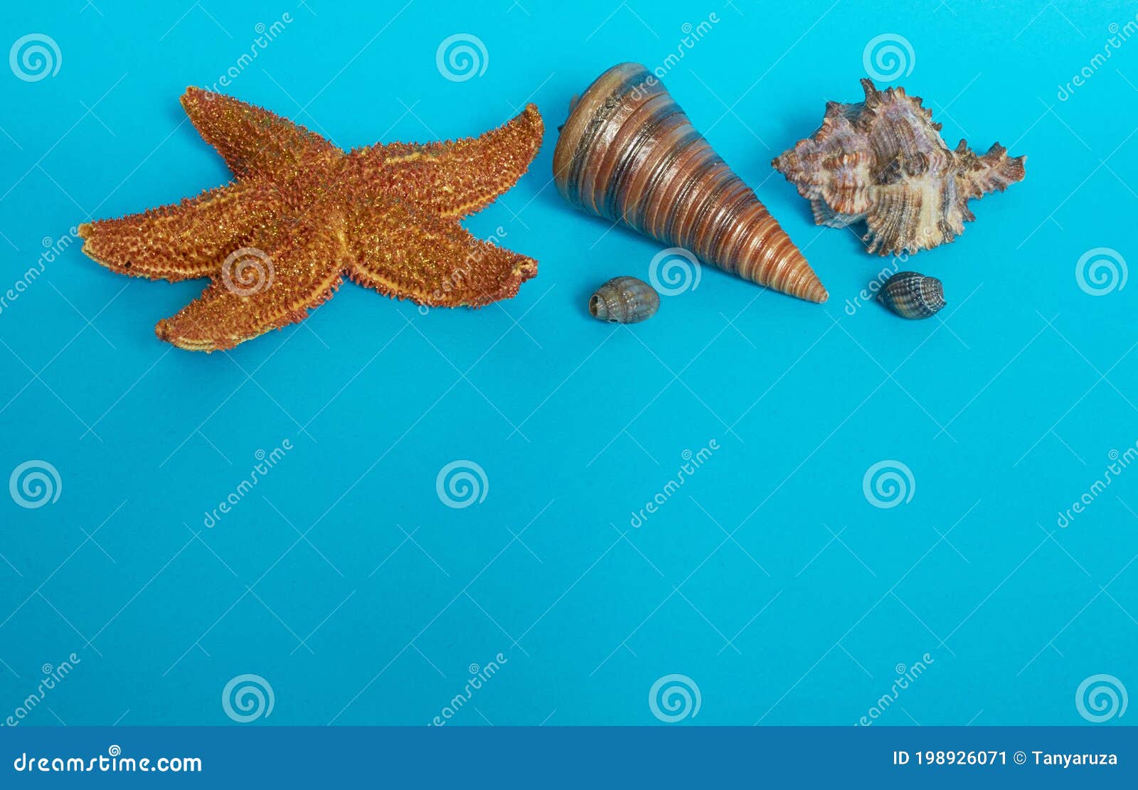 Four Shells With An Interesting Structure And Pattern Stock Photography ...