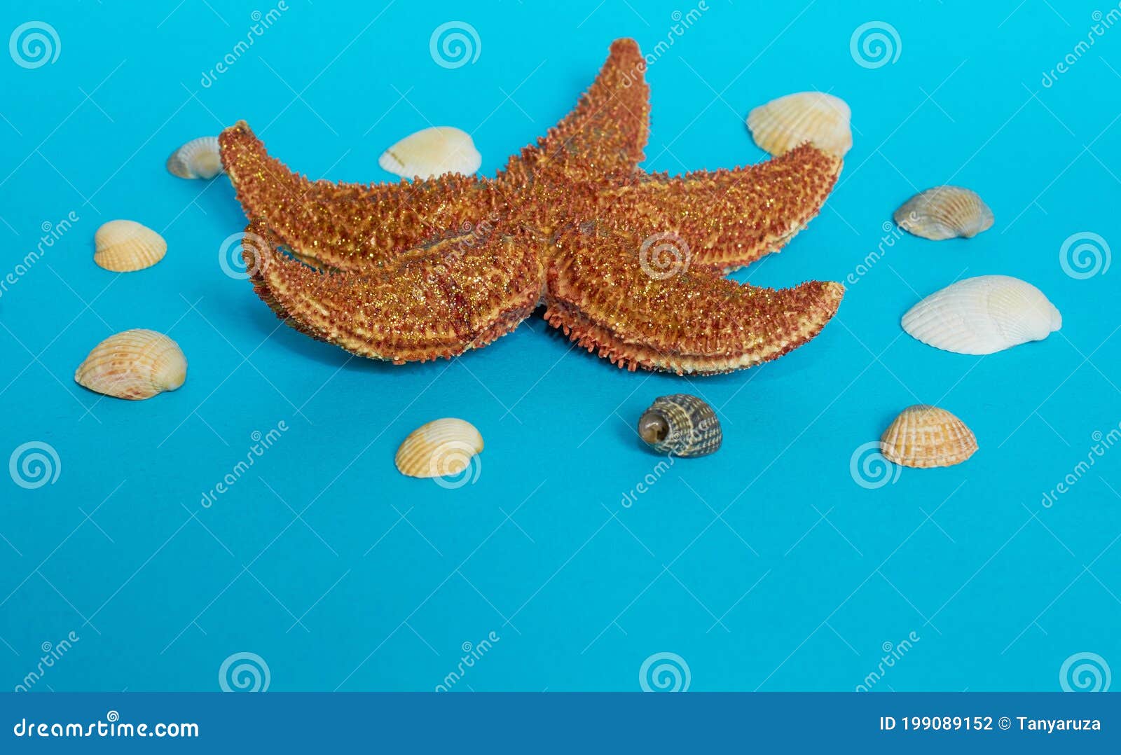 Marine Layout. Starfish and Many Small Shells on a Blue Background ...