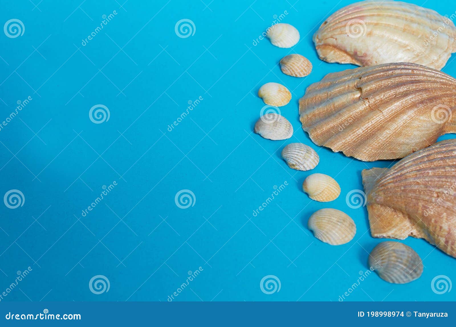 Marine Layout. Three Large Shiny Shells and Many Small Shells on a Blue ...