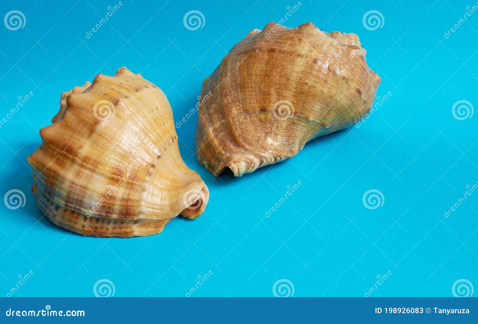 Marine Layout. Two Seashells on a Blue Background Stock Image - Image ...