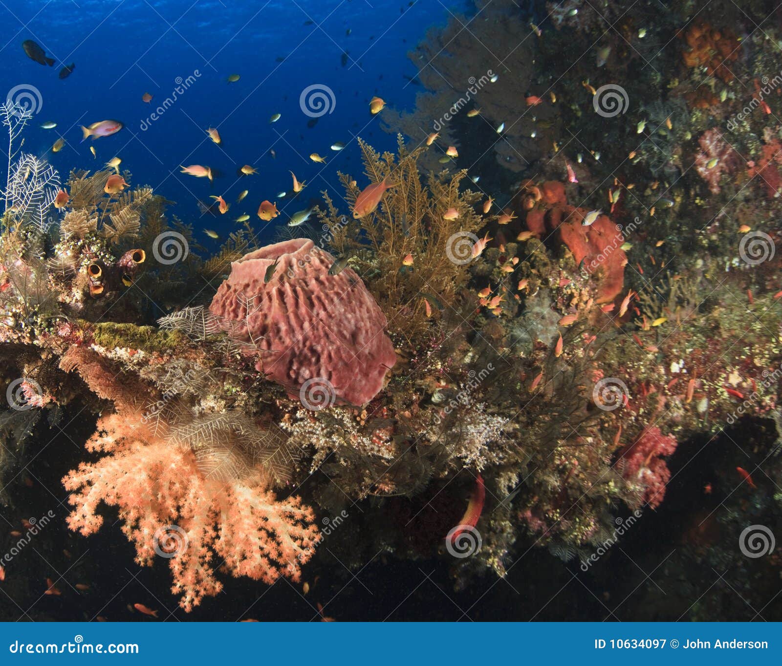 Marine life stock image. Image of liberty, soft, ship - 10634097