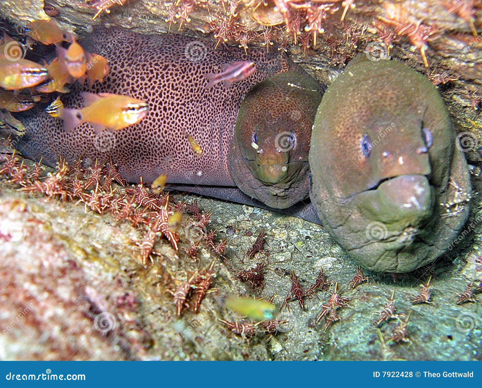 Marine Life Background stock photo. Image of ocean, underwater - 7922428