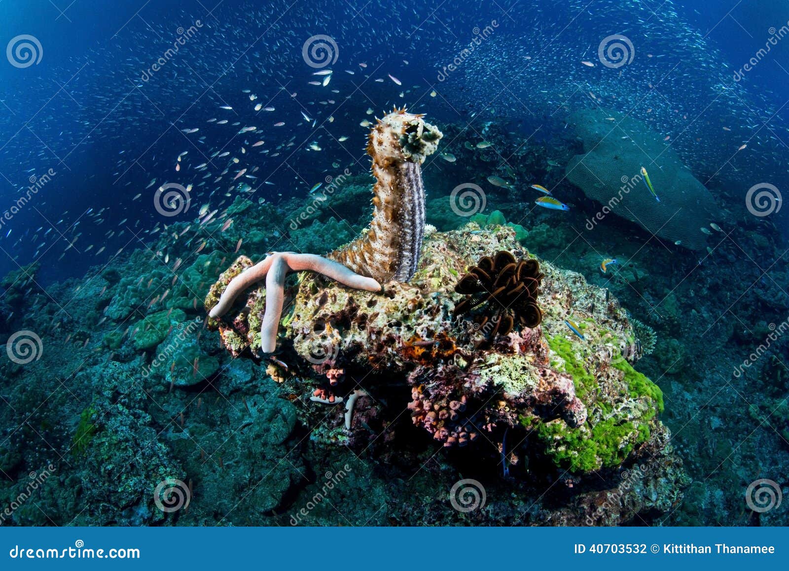 1,219 Beautiful Marine Life Backgrounds Stock Photos - Free & Royalty ...