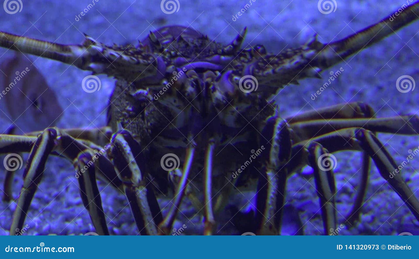 Marine Life Crawling in Ocean Stock Video - Video of alive, crawling ...