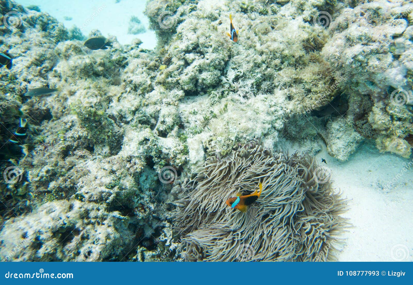 Marine Life no recife raso imagem de stock. Imagem de mergulho - 108777993