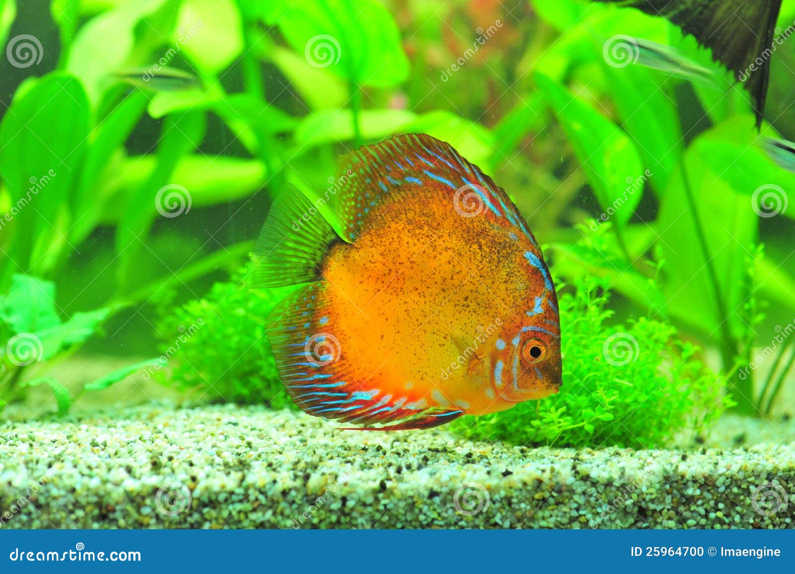 Marine Life - Pigeon Blood Discus Fish Stock Photo - Image of swimming ...