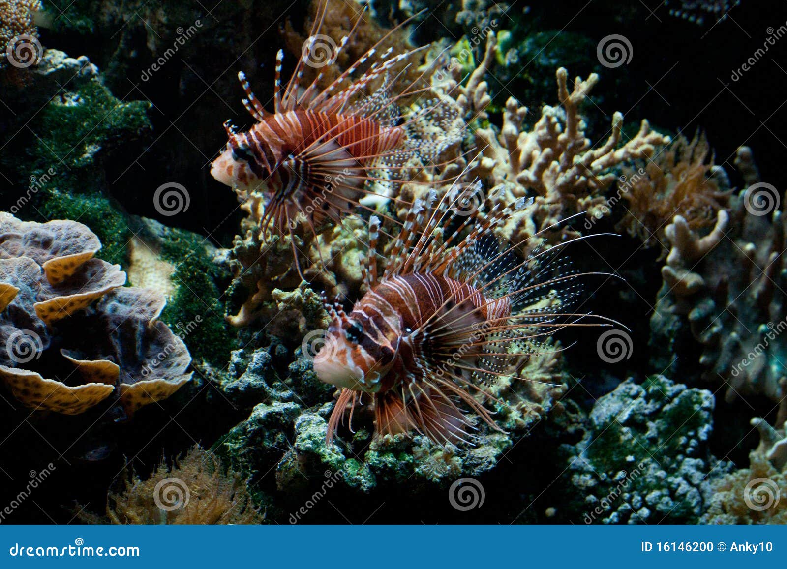Marine life - red lionfish stock photo. Image of closeup - 16146200