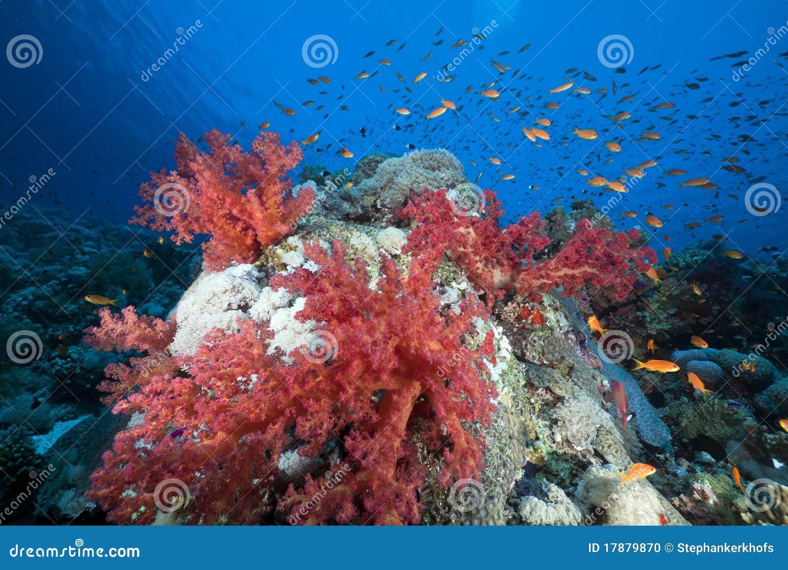 Marine Life in the Red Sea. Stock Photo - Image of blue, sunbeam: 17879870