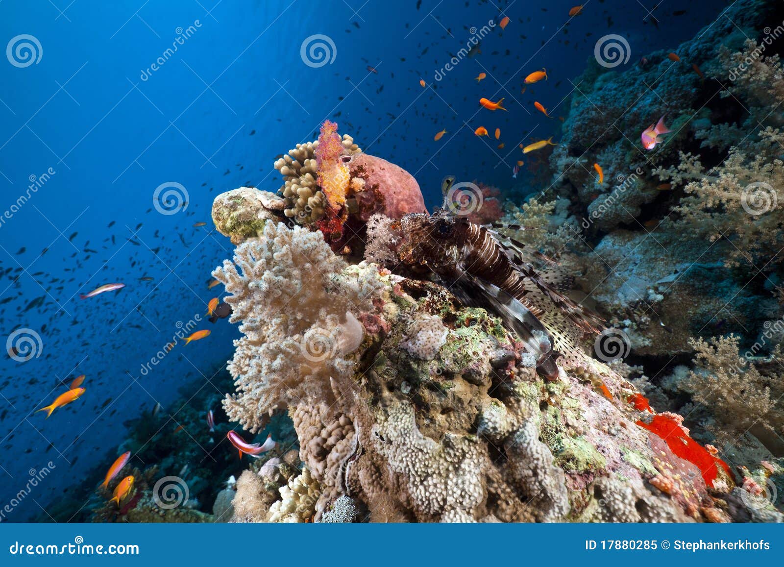 Marine Life in the Red Sea. Stock Image - Image of fish, ocean: 17880285