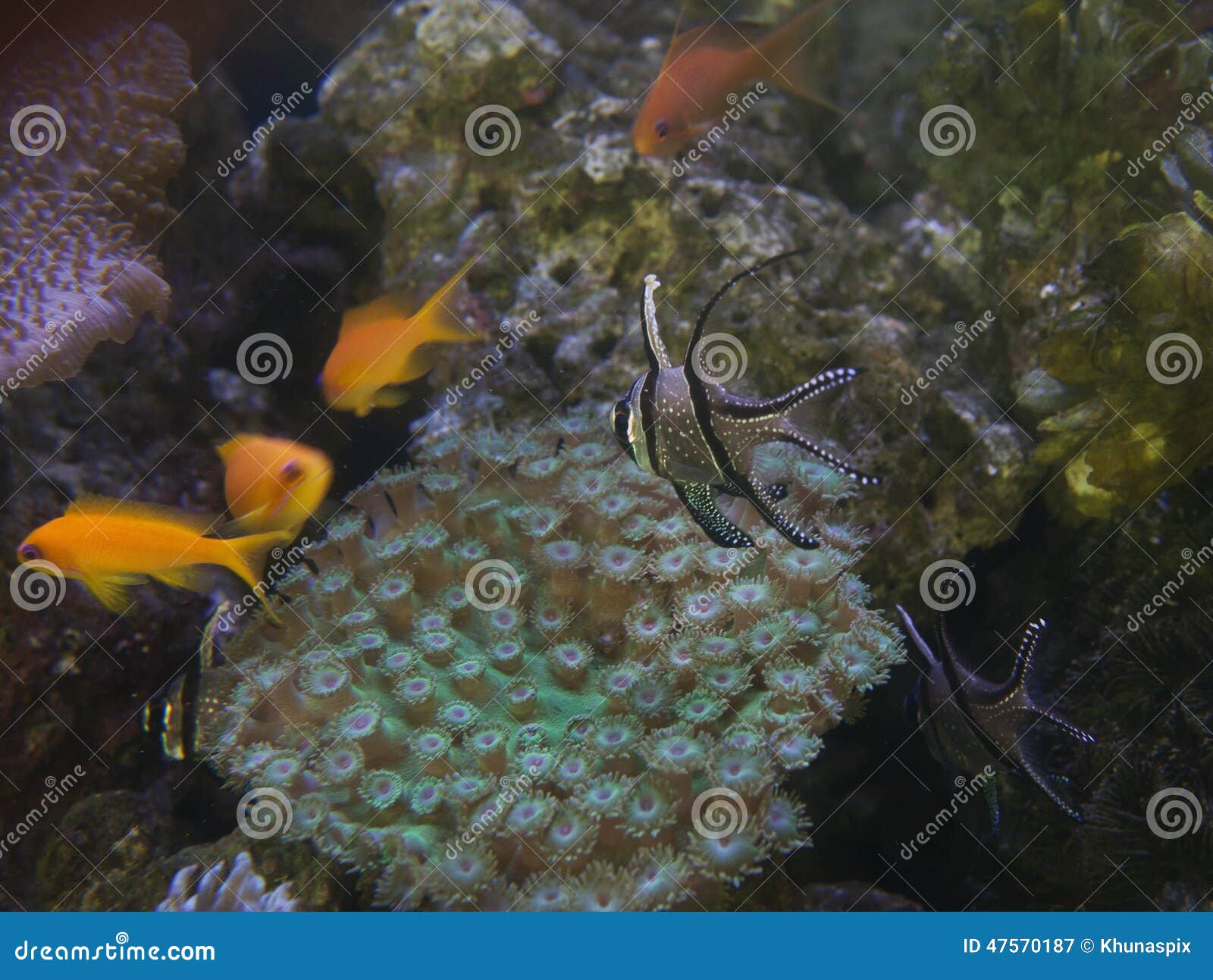 Marine life in sea water stock image. Image of dive, swiming - 47570187