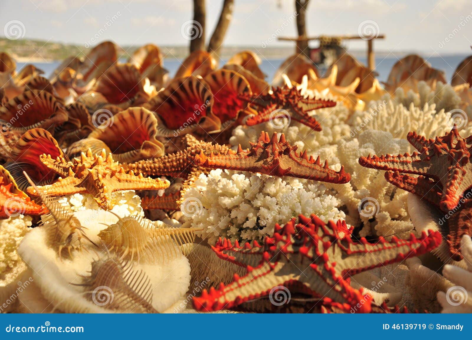 Marine Life Stars Shells Snails Stock Photos - Free & Royalty-Free ...
