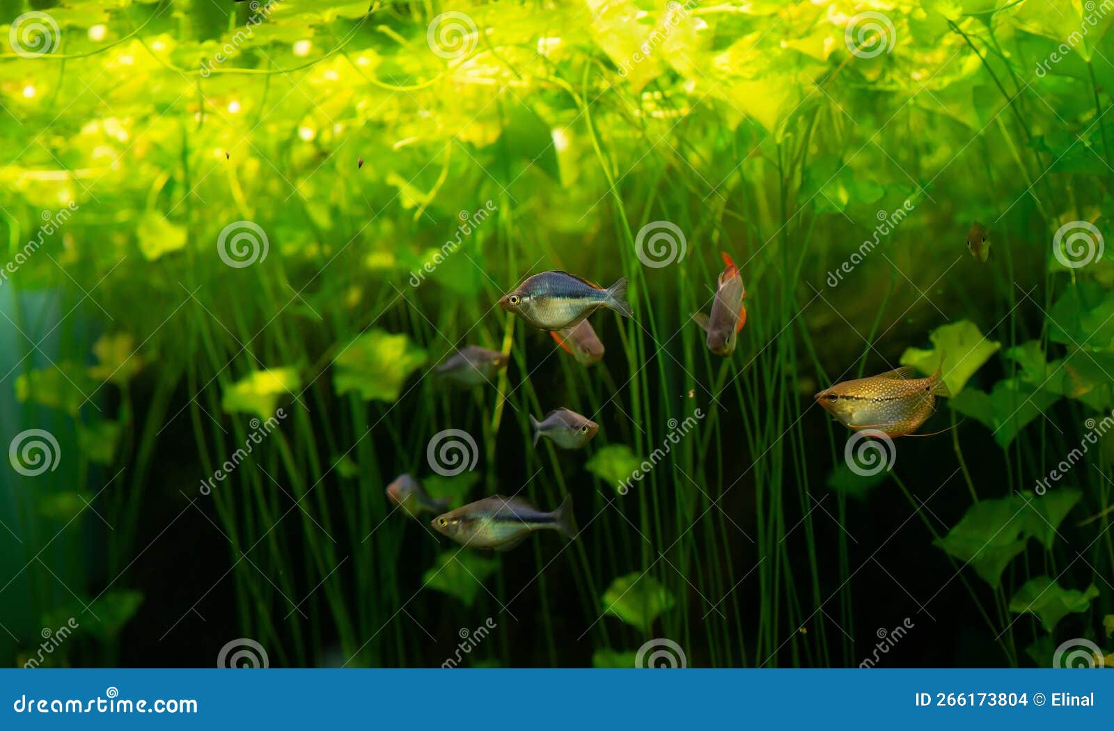 Marine Life, Underwater. Tropical Fish. Environment Stock Photo - Image ...