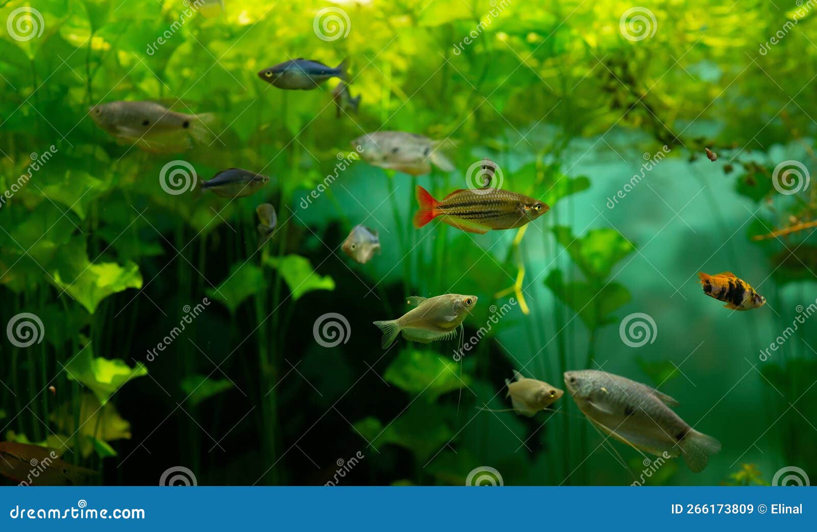 Marine Life, Underwater. Tropical Fish. Environment Stock Image - Image ...