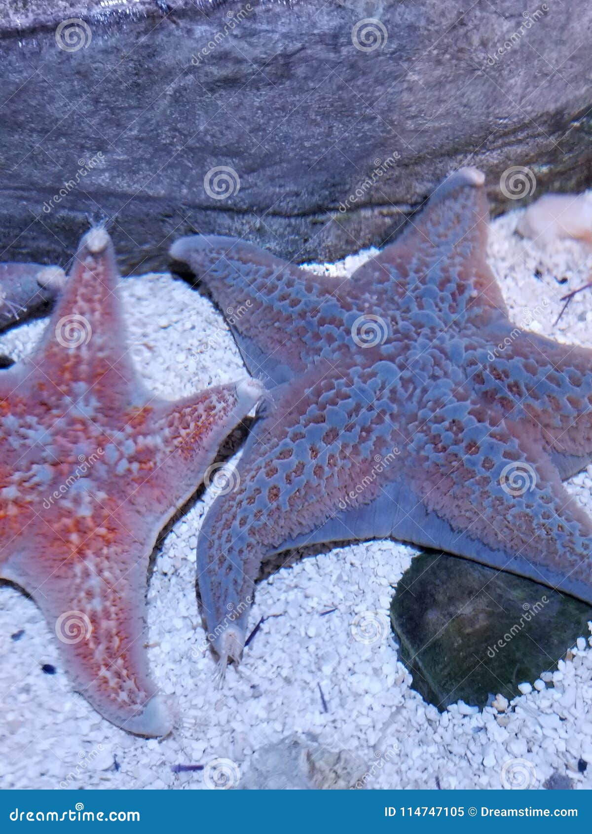 Star fish aquatic stock image. Image of ocean, marine - 114747105