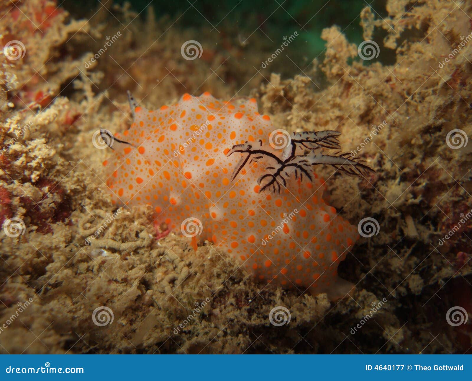 Marine Organism on Coral Reef Stock Image - Image of colourful, tropics ...
