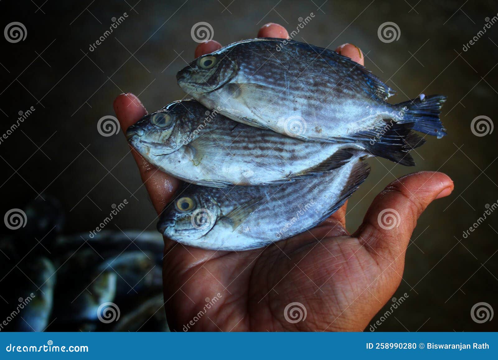Marine Pinspotted Spinefoot Fish in Hand in Nice Blur Background Stock ...