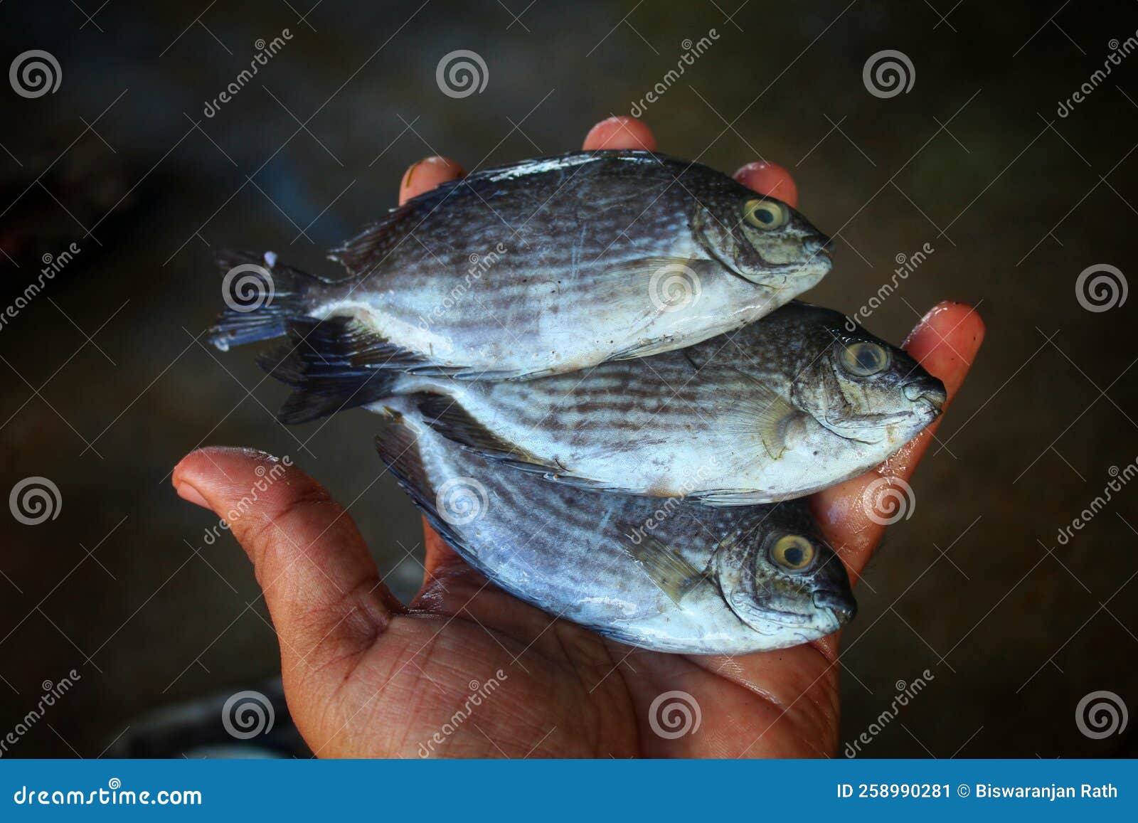 Marine Pinspotted Spinefoot Fish in Hand in Nice Blur Background Stock ...
