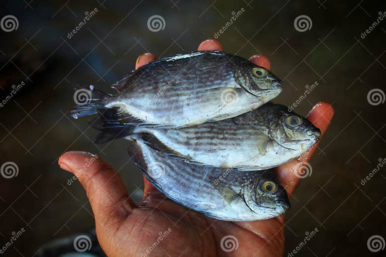 Marine Pinspotted Spinefoot Fish in Hand in Nice Blur Background Stock ...