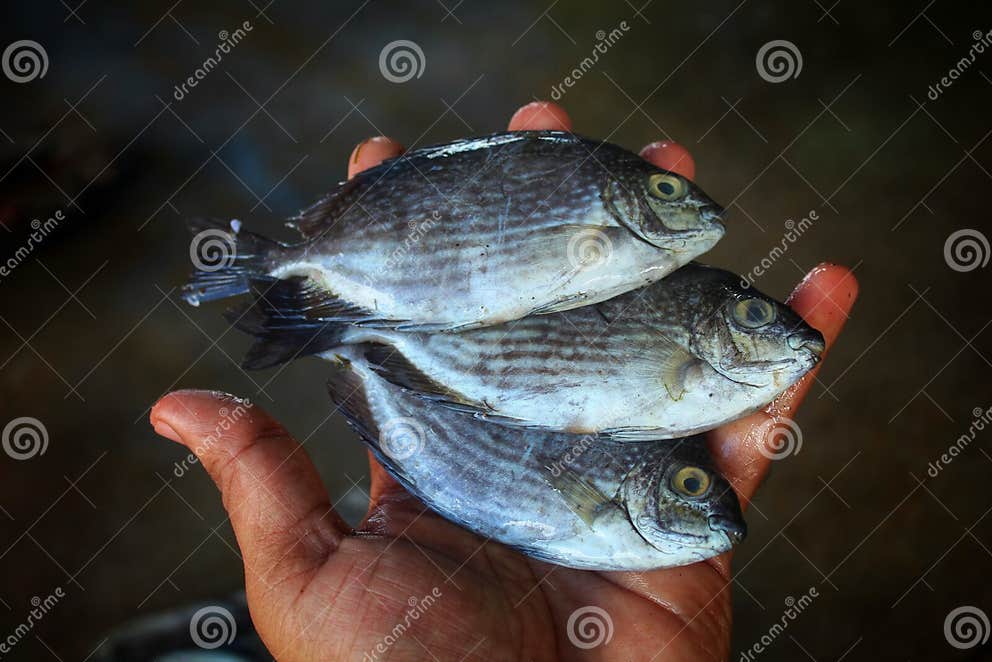 Marine Pinspotted Spinefoot Fish in Hand in Nice Blur Background Stock ...