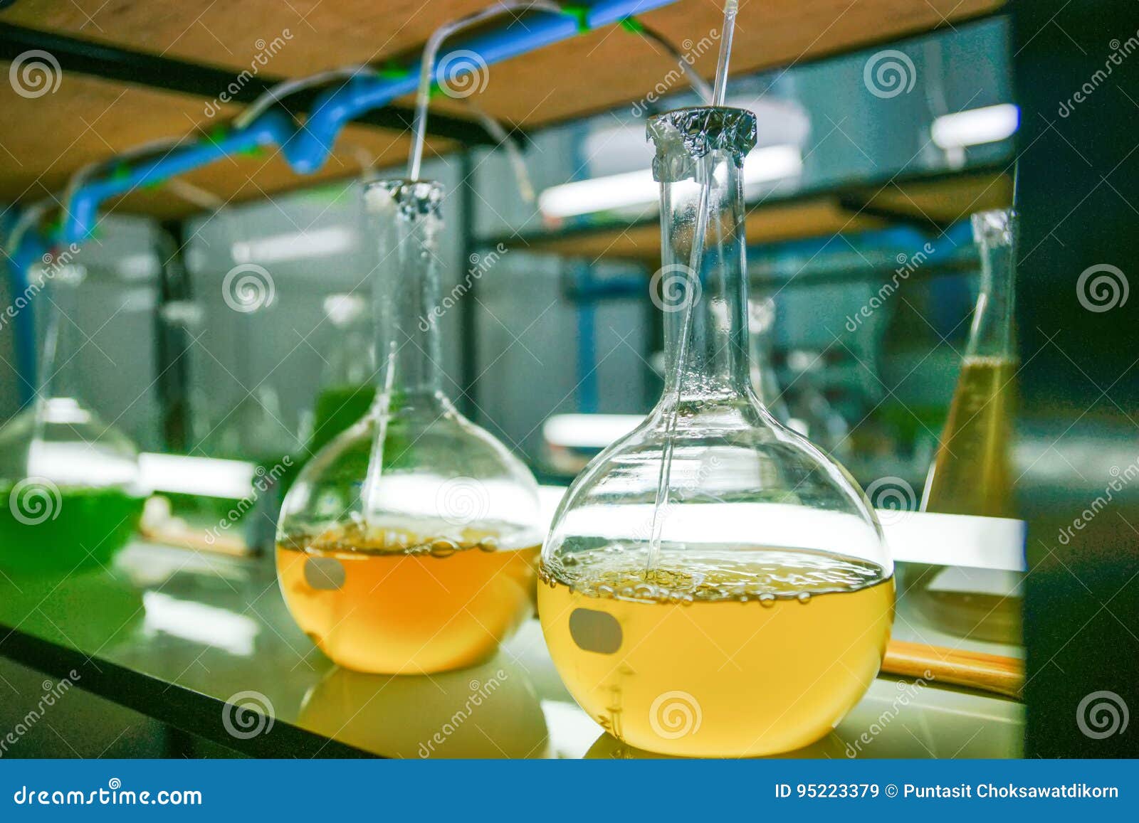 Marine plankton culture stock image. Image of marine - 95223379