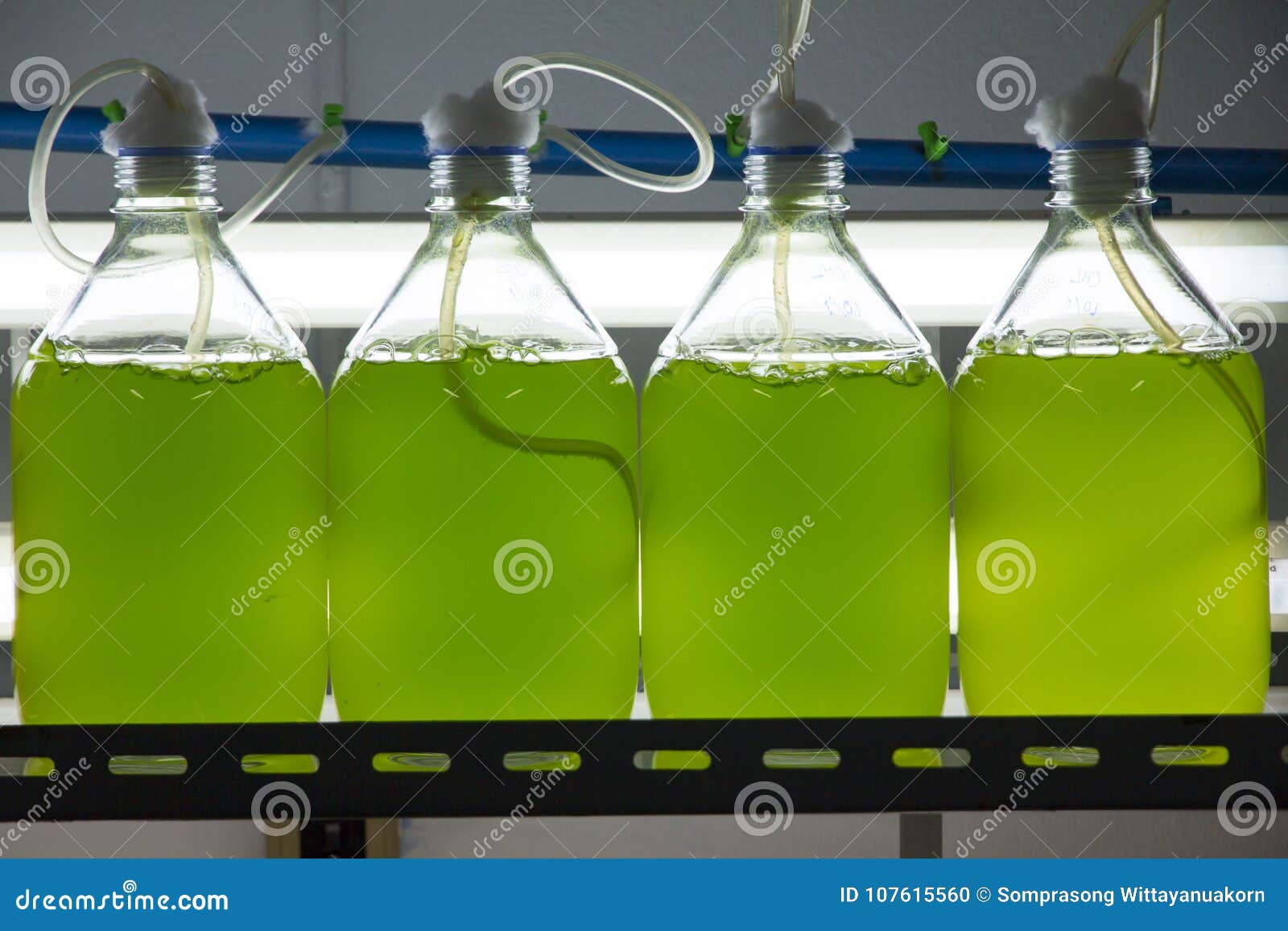 Marine Plankton Culture in Laboratory Stock Photo - Image of life ...