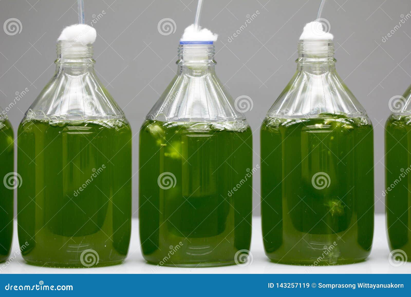 Marine Plankton Culture in Laboratory Stock Image - Image of background ...