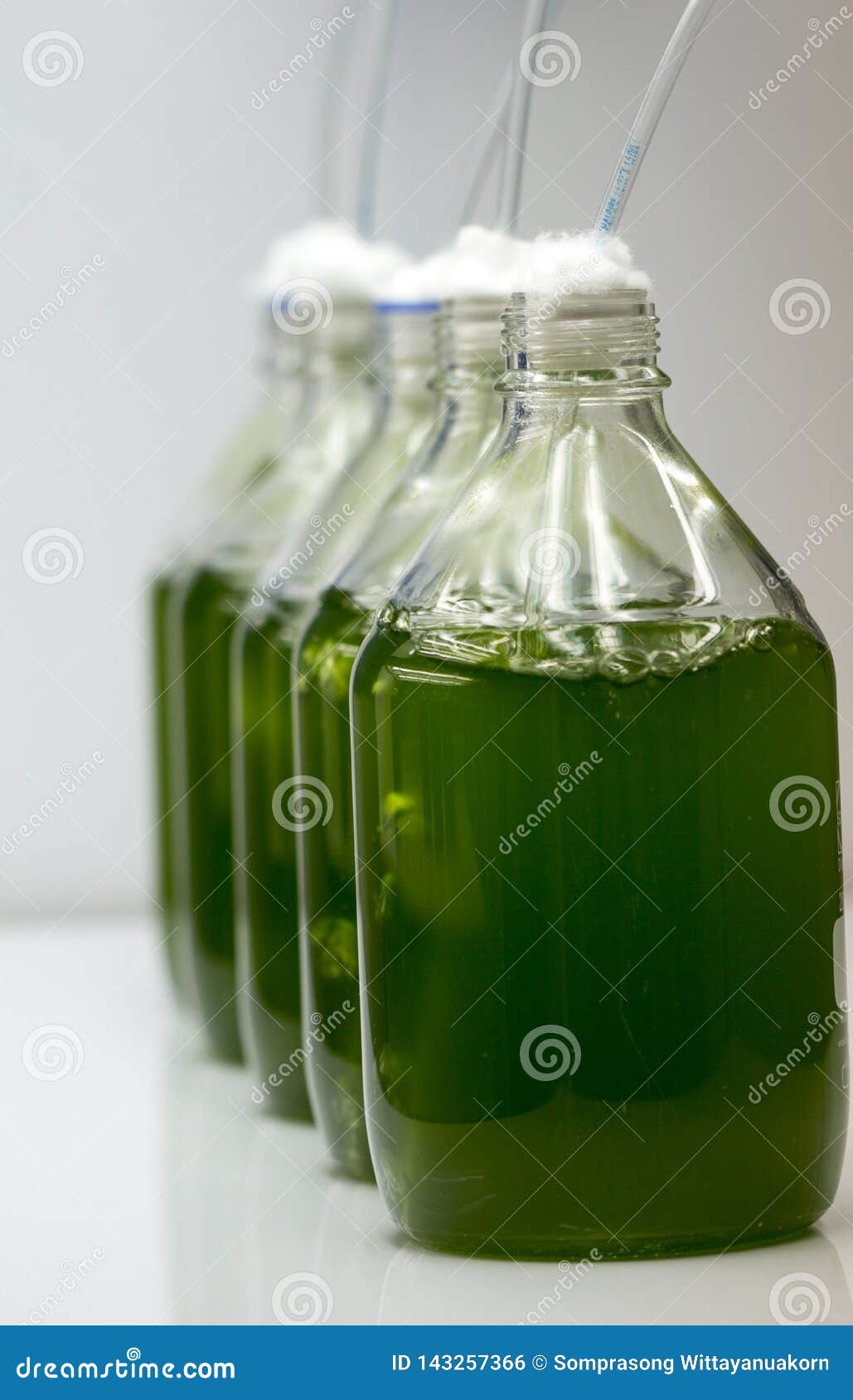 Marine Plankton Culture in Laboratory Stock Photo - Image of colony ...