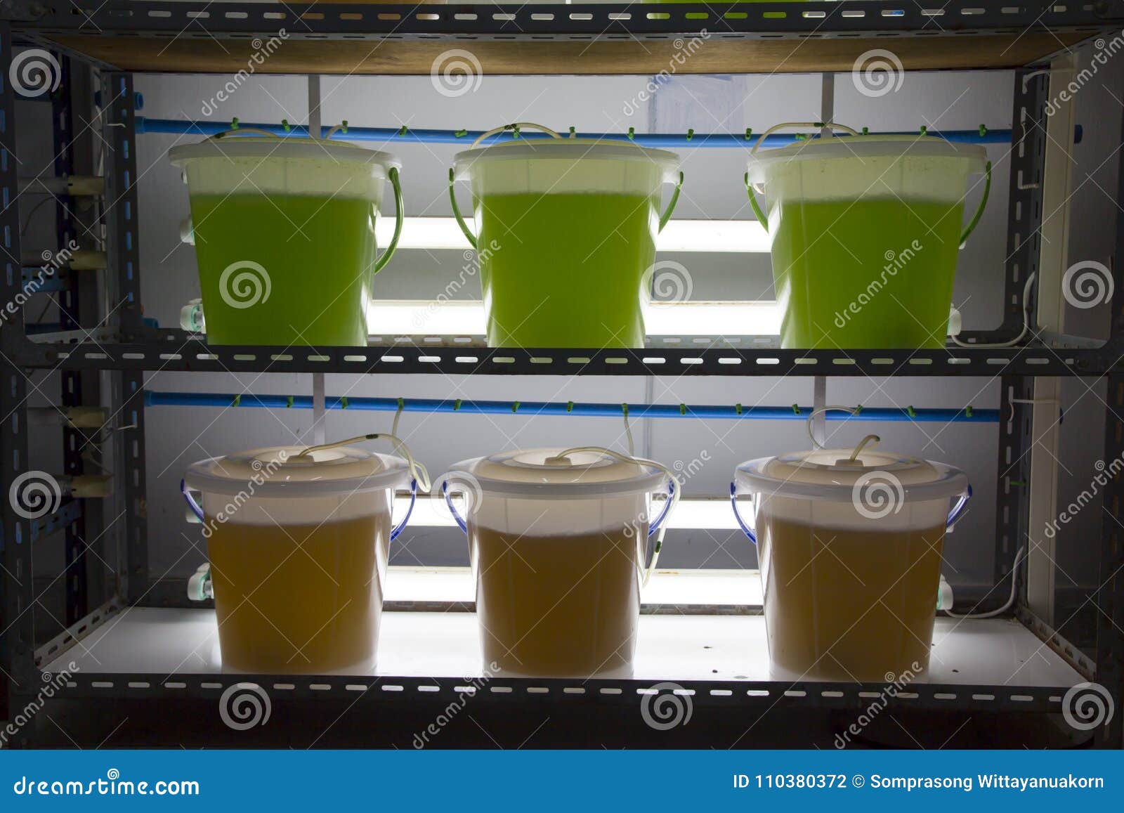 Marine Plankton Culture in Scientific Laboratory Stock Photo - Image of ...