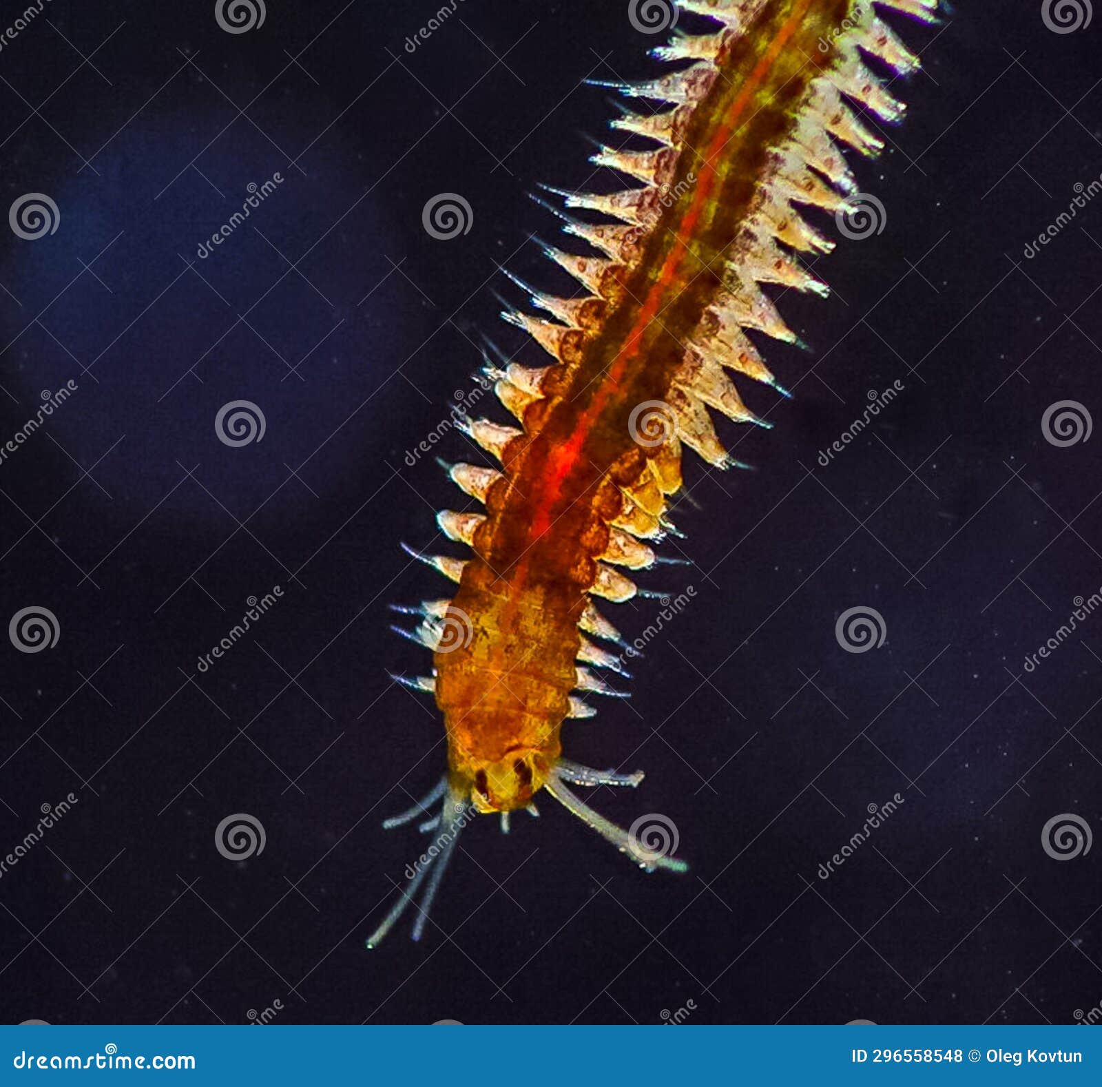 Marine Polychaete Worm Nereis. Black Sea Stock Photo - Image of nature ...