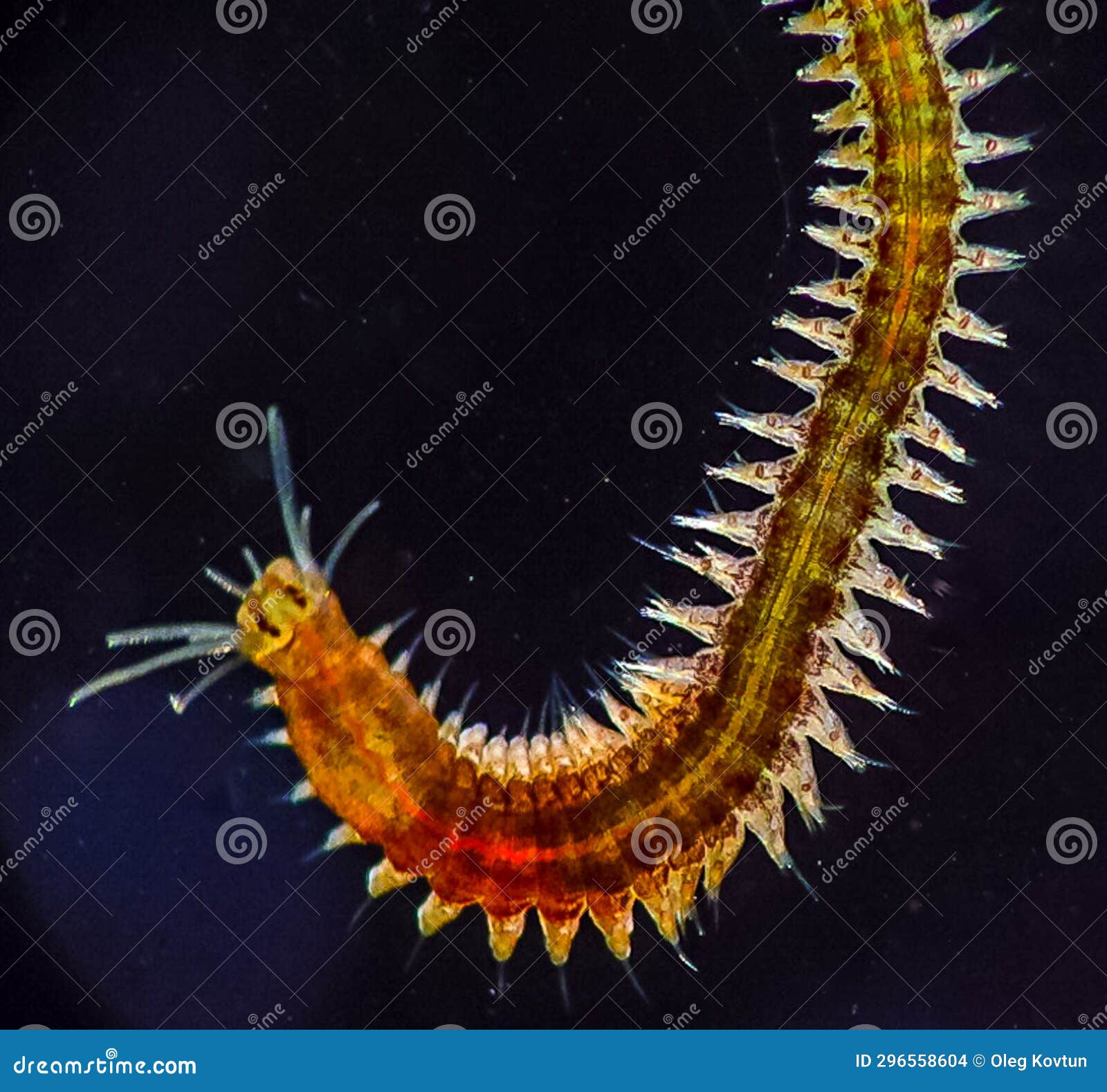 Marine Polychaete Worm Nereis. Black Sea Stock Photo - Image of ...
