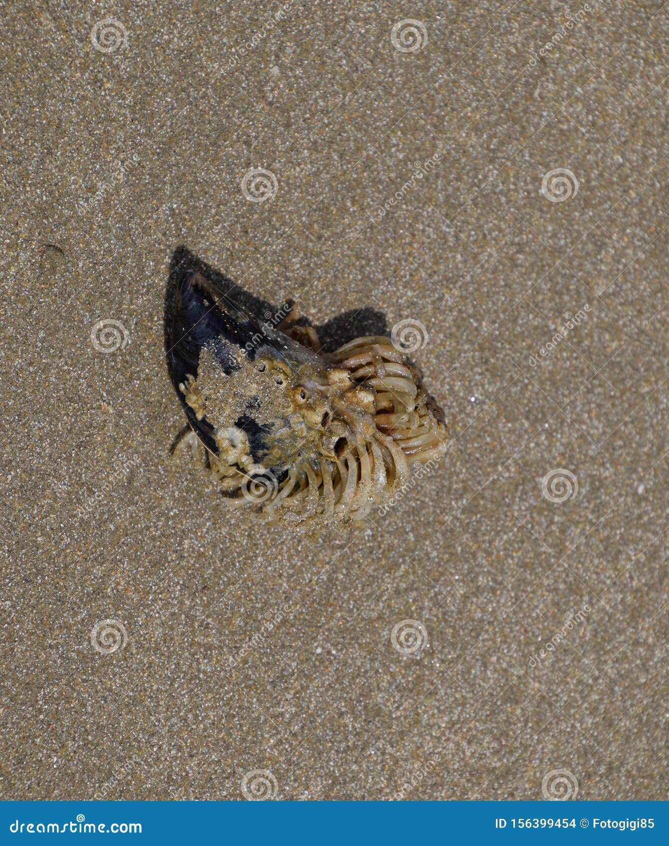 Marine Polyps of Anemia on the Shell of the Stock Photo - Image of ...