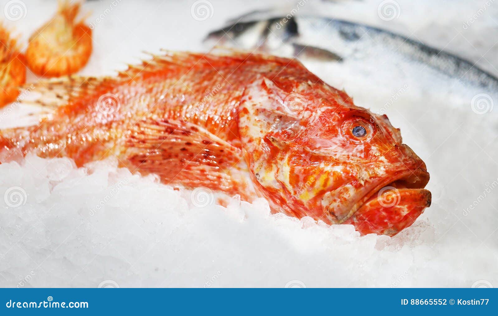 Marine red fish stock photo. Image of group, pelagic - 88665552