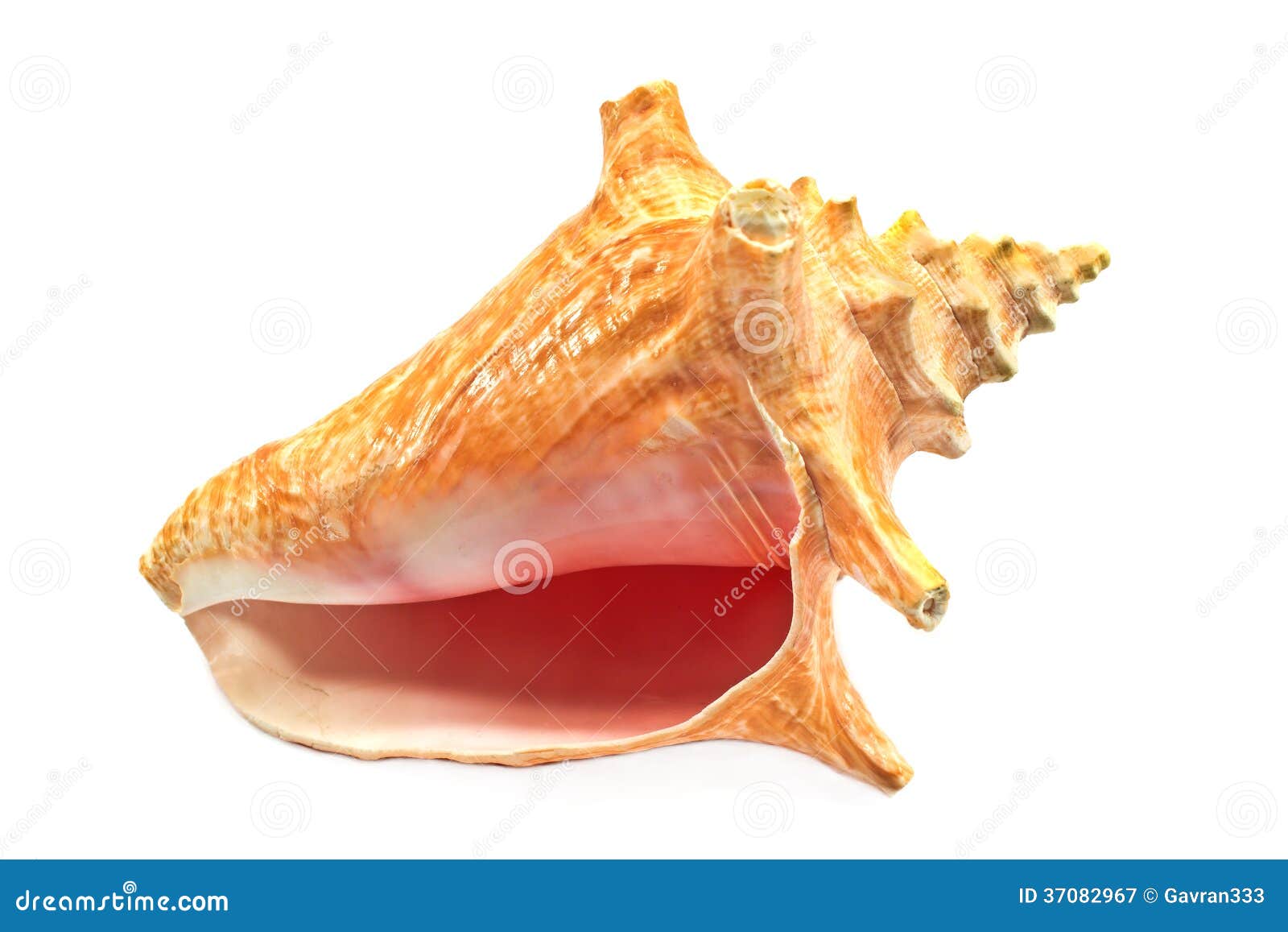 Marine sea shell stock image. Image of aragoniet, conchs - 37082967